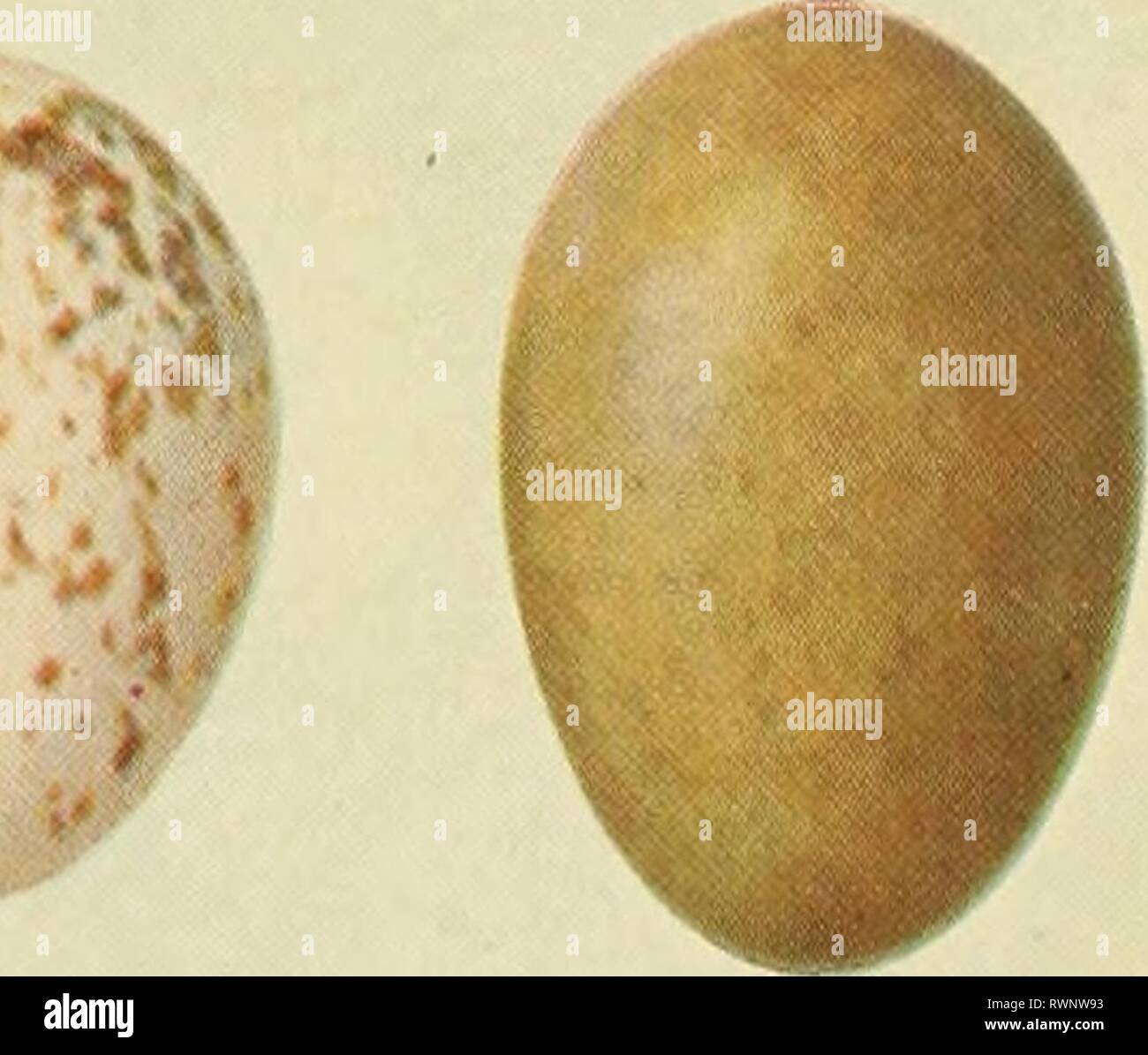 The Emu official organ Stock Photo - Alamy