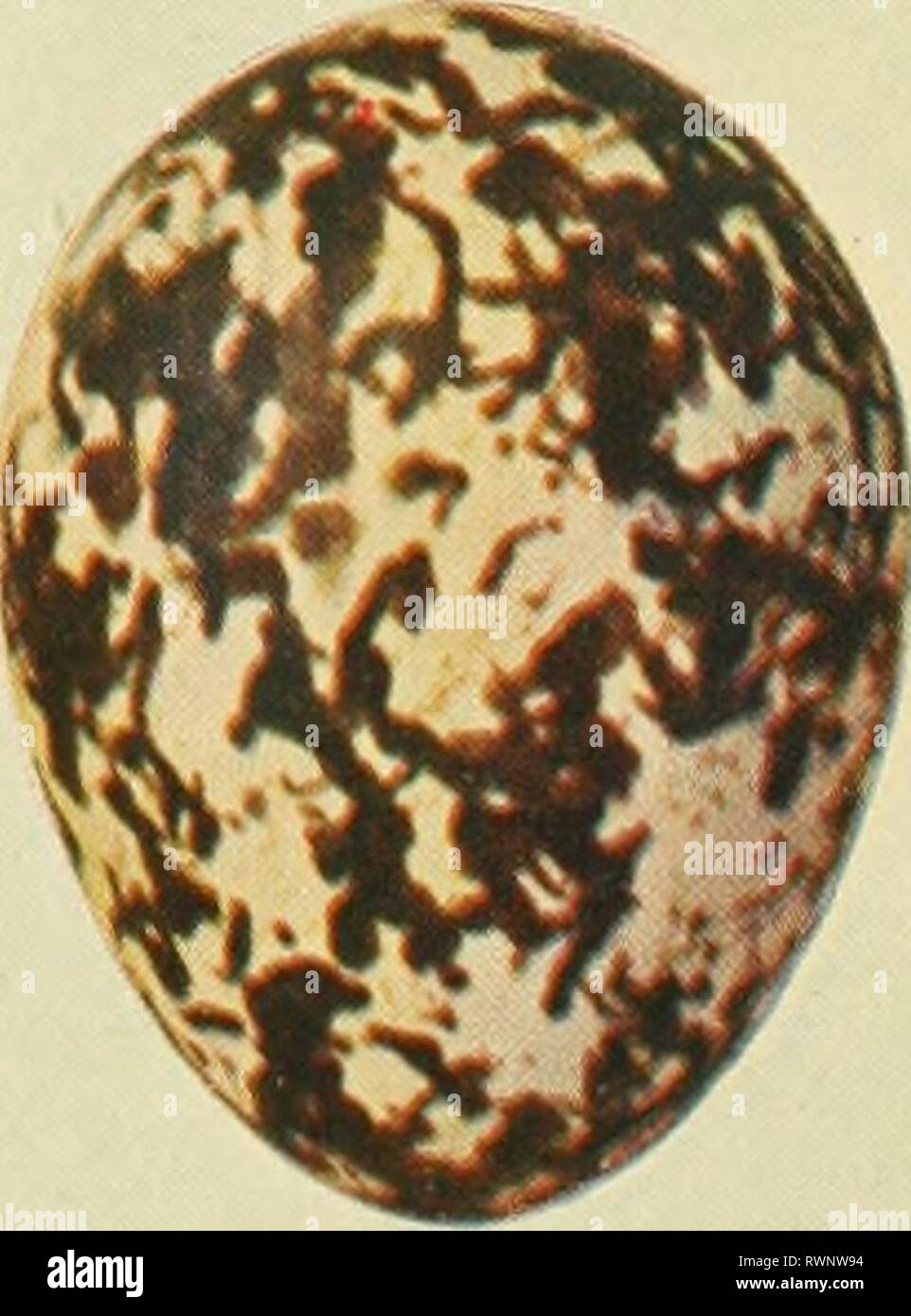 The Emu official organ Stock Photo - Alamy