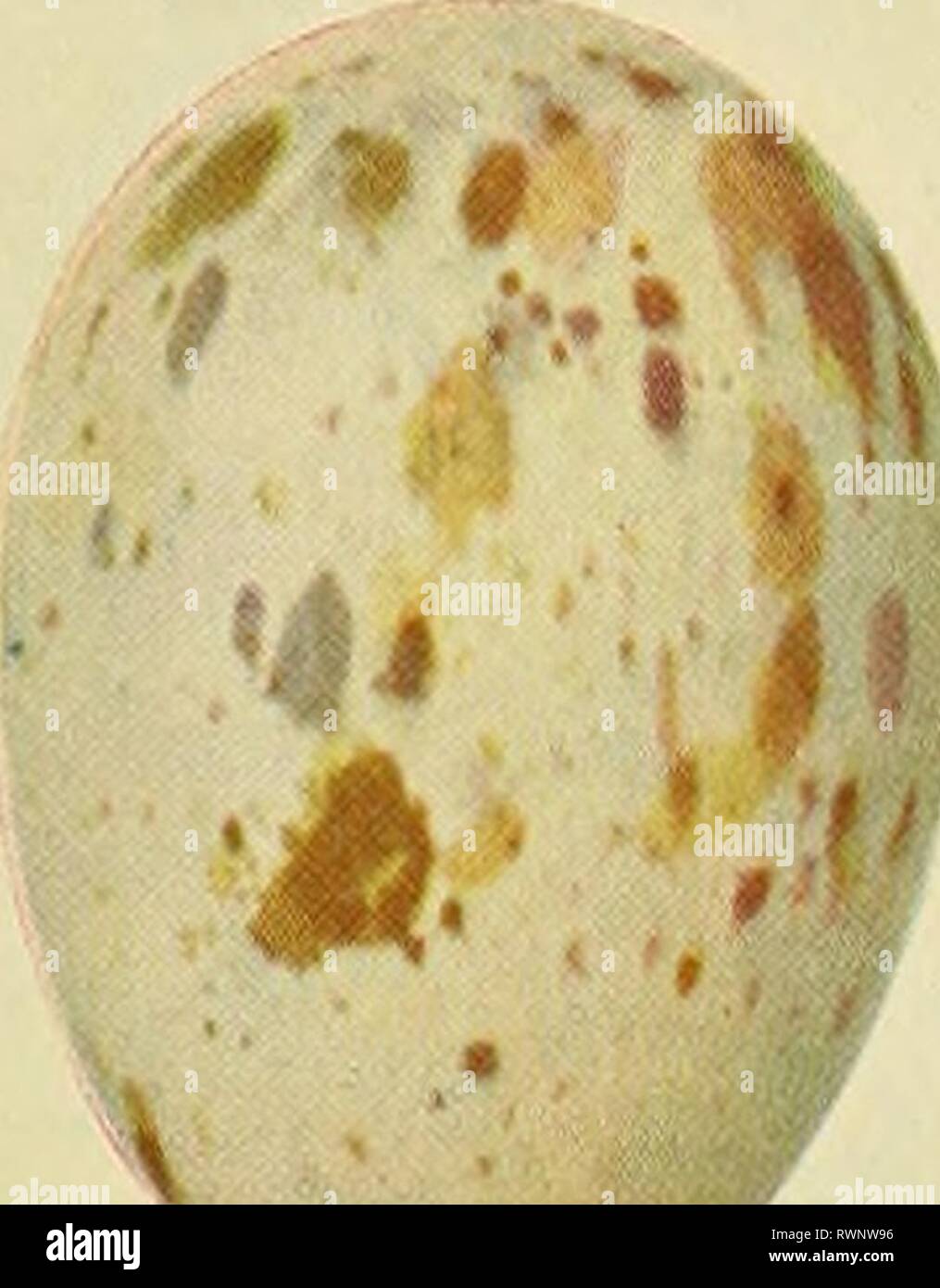 The Emu official organ Stock Photo - Alamy