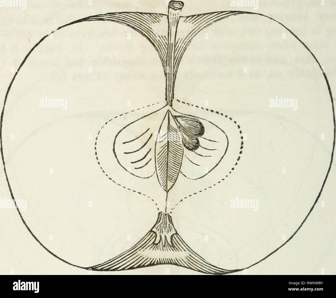 Rambo trees hi-res stock photography and images - Alamy