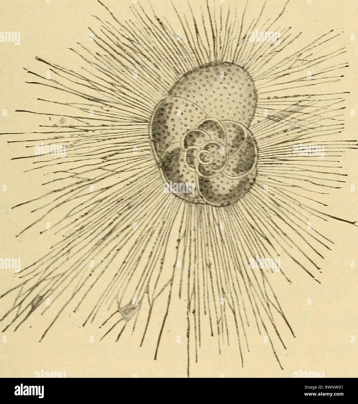 One cell thick hi-res stock photography and images - Alamy