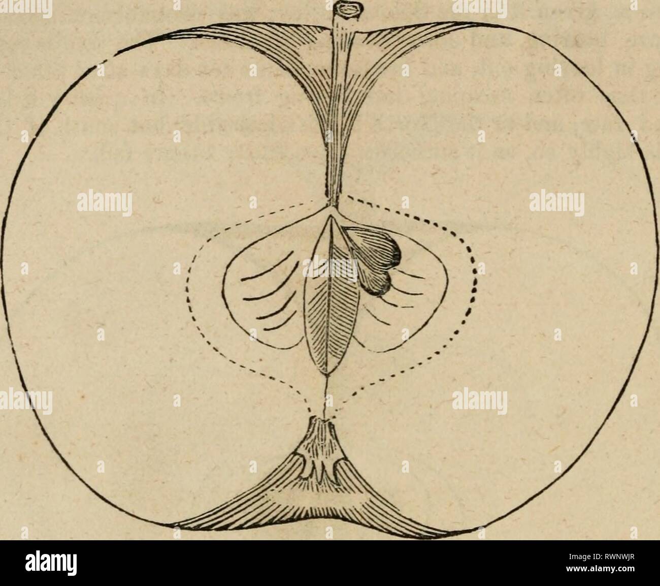 Rambo trees hi-res stock photography and images - Alamy