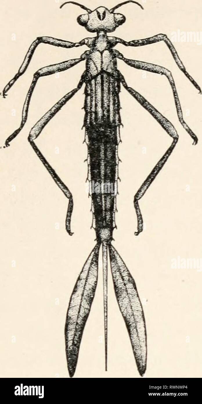 Damsel fly natural history illustration hi-res stock photography and ...