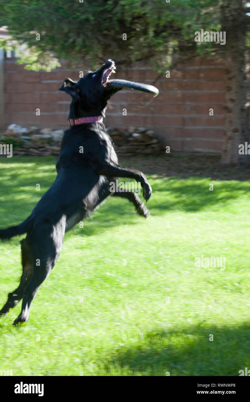 Labrador Retriever Outside Catching Flying Disc, USA Stock Photo - Alamy