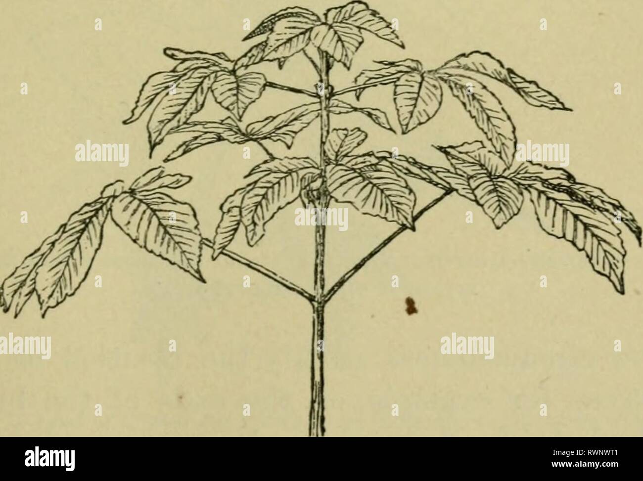 Elements of botany (1896 Stock Photo - Alamy