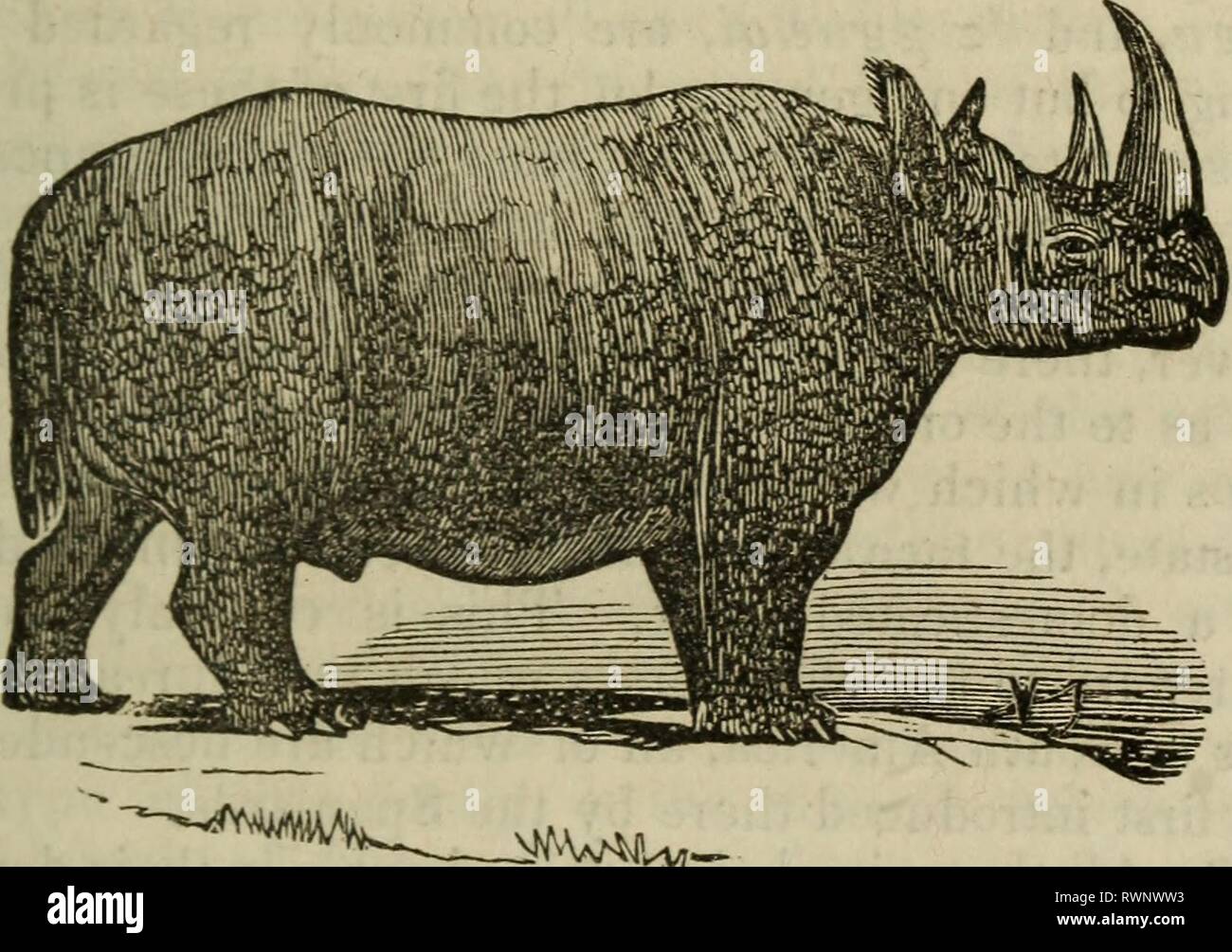Elements of zoology, or, Natural Stock Photo - Alamy