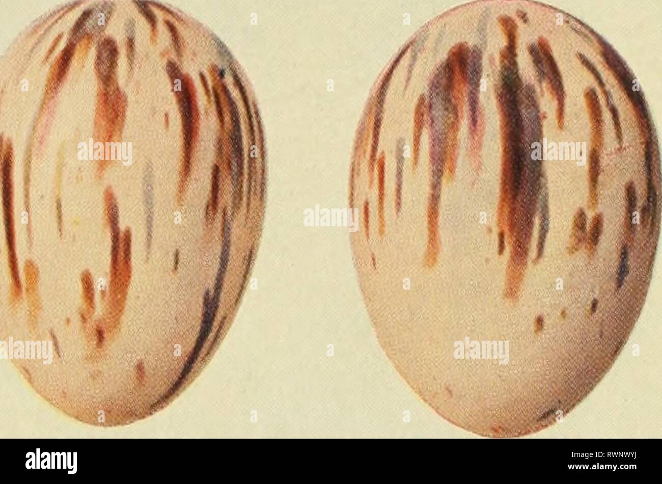 The Emu official organ Stock Photo - Alamy