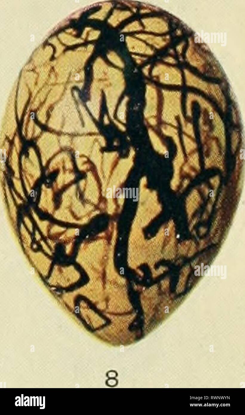 The Emu official organ Stock Photo - Alamy