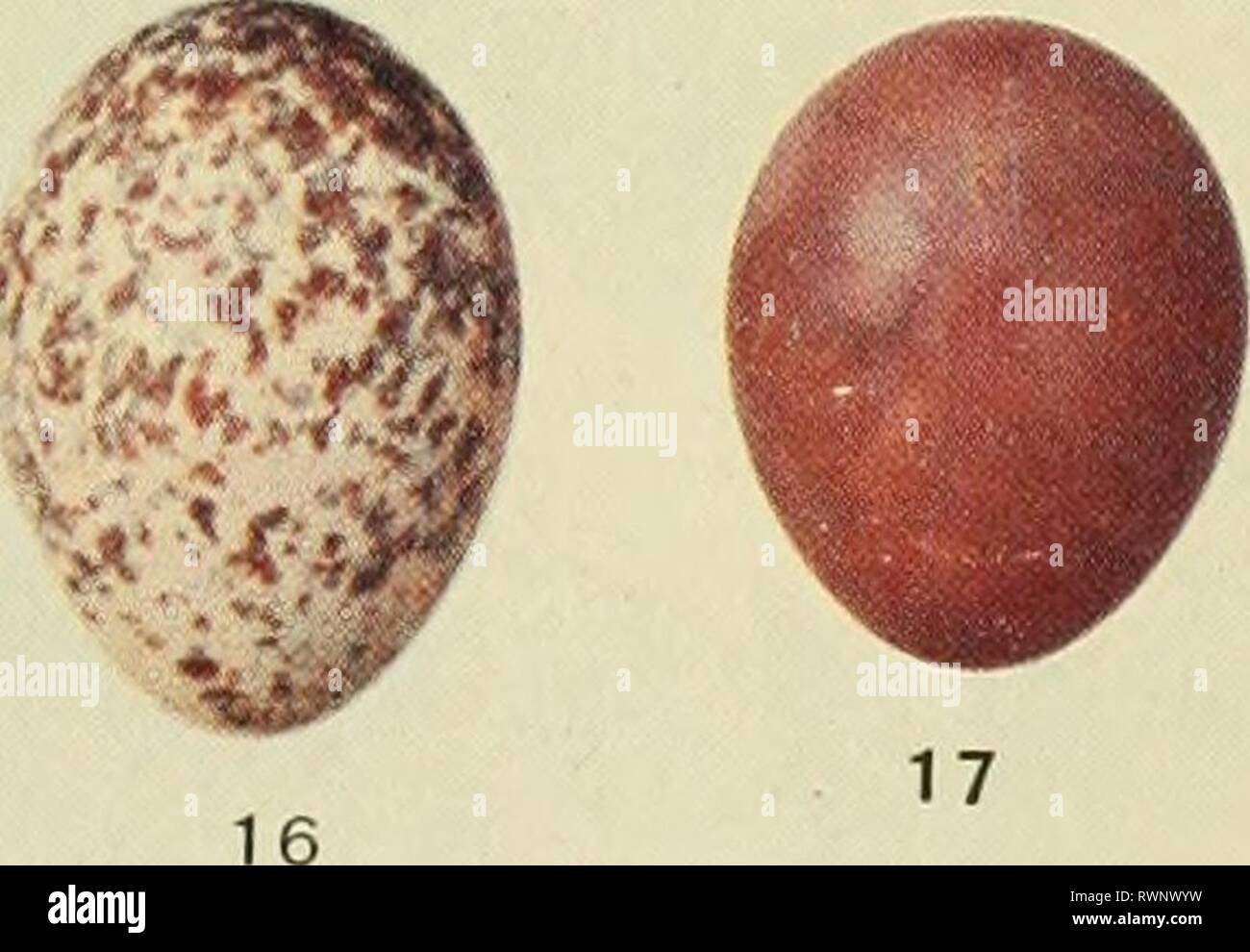 The Emu official organ Stock Photo - Alamy