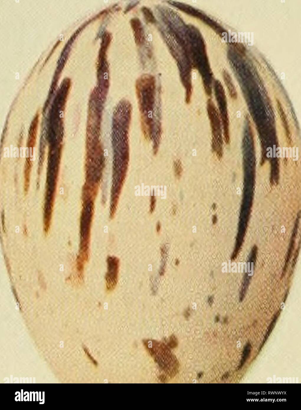 The Emu official organ Stock Photo - Alamy