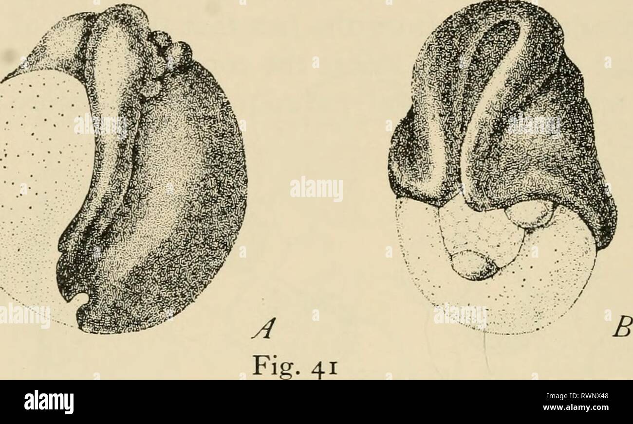 The elements of experimental embryology Stock Photo - Alamy