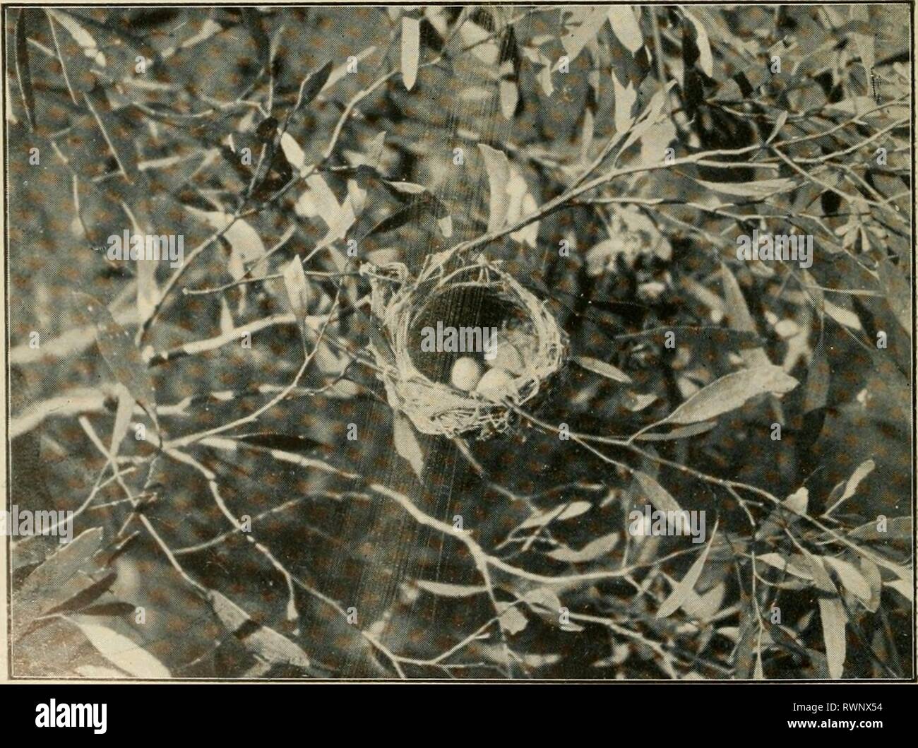 The Emu official organ Stock Photo - Alamy