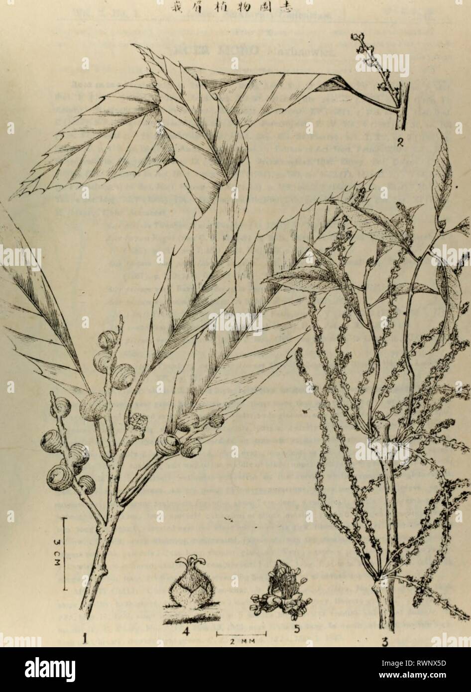e mei zhi wu tu Stock Photo - Alamy