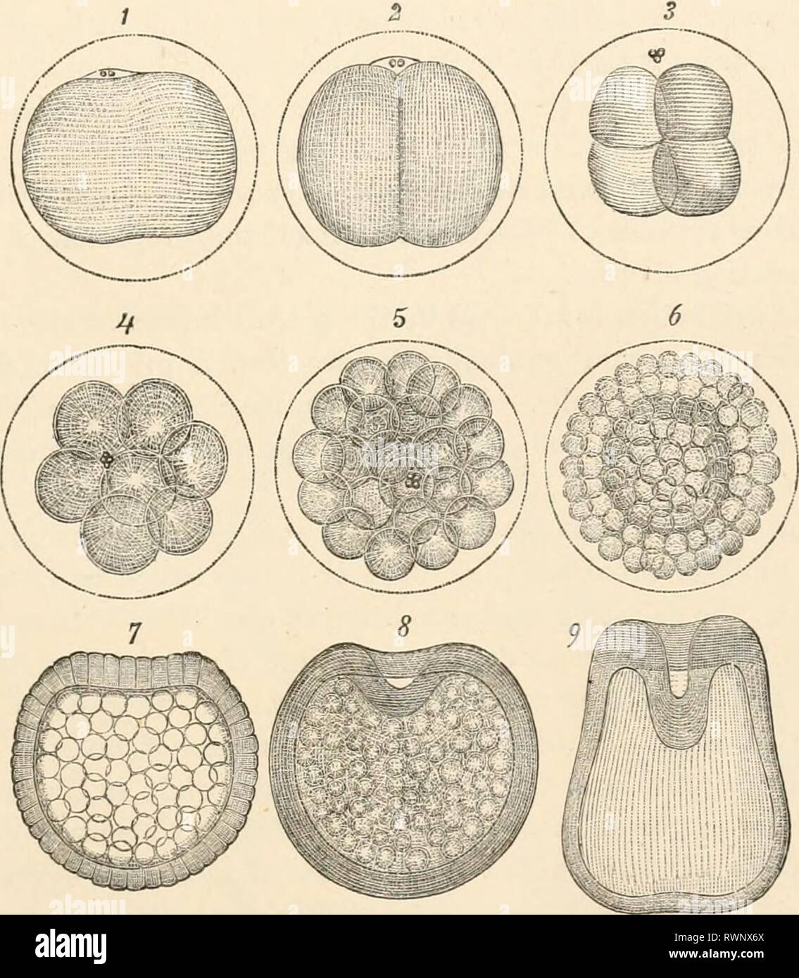 Elementary text-book of zoology (1884) Elementary text-book of zoology ...
