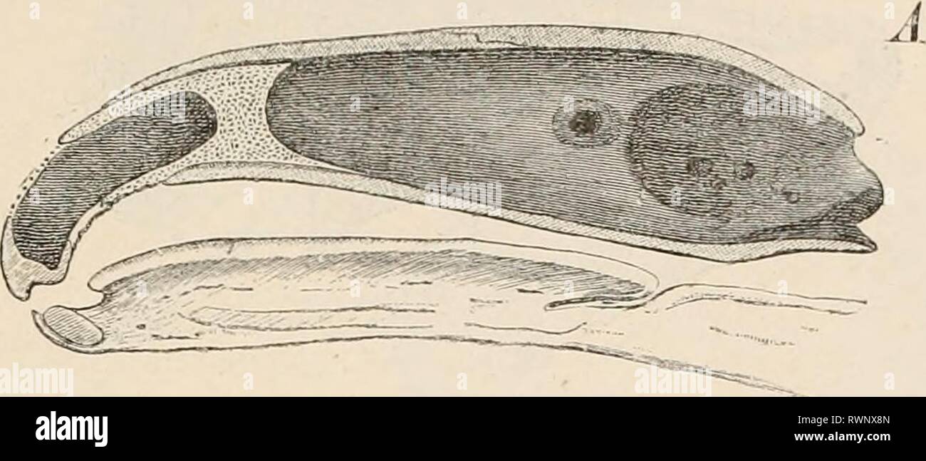 Nasal cavity historical anatomy hi-res stock photography and images - Alamy