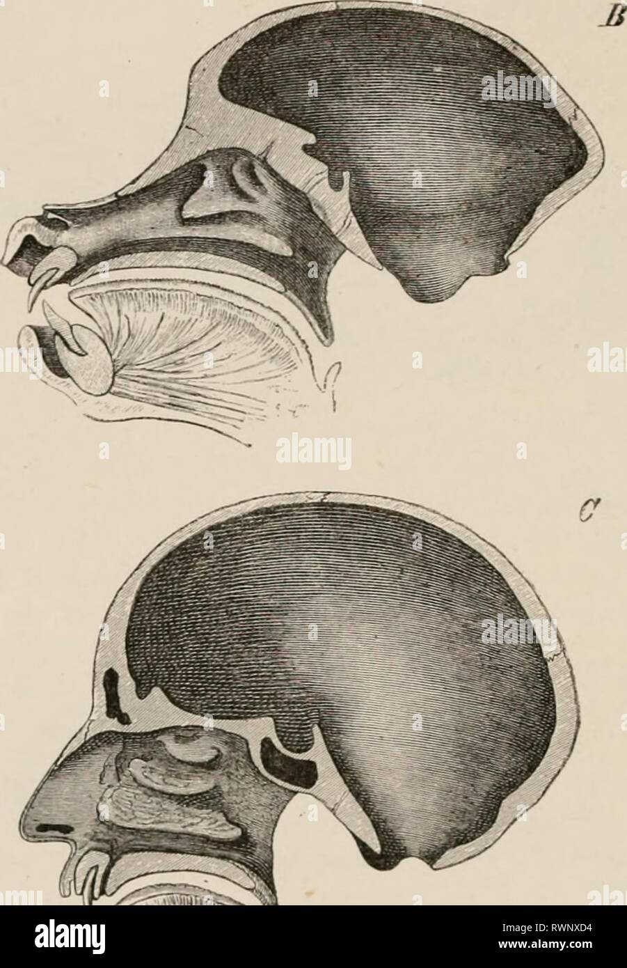 Elements of the comparative anatomy Stock Photo - Alamy