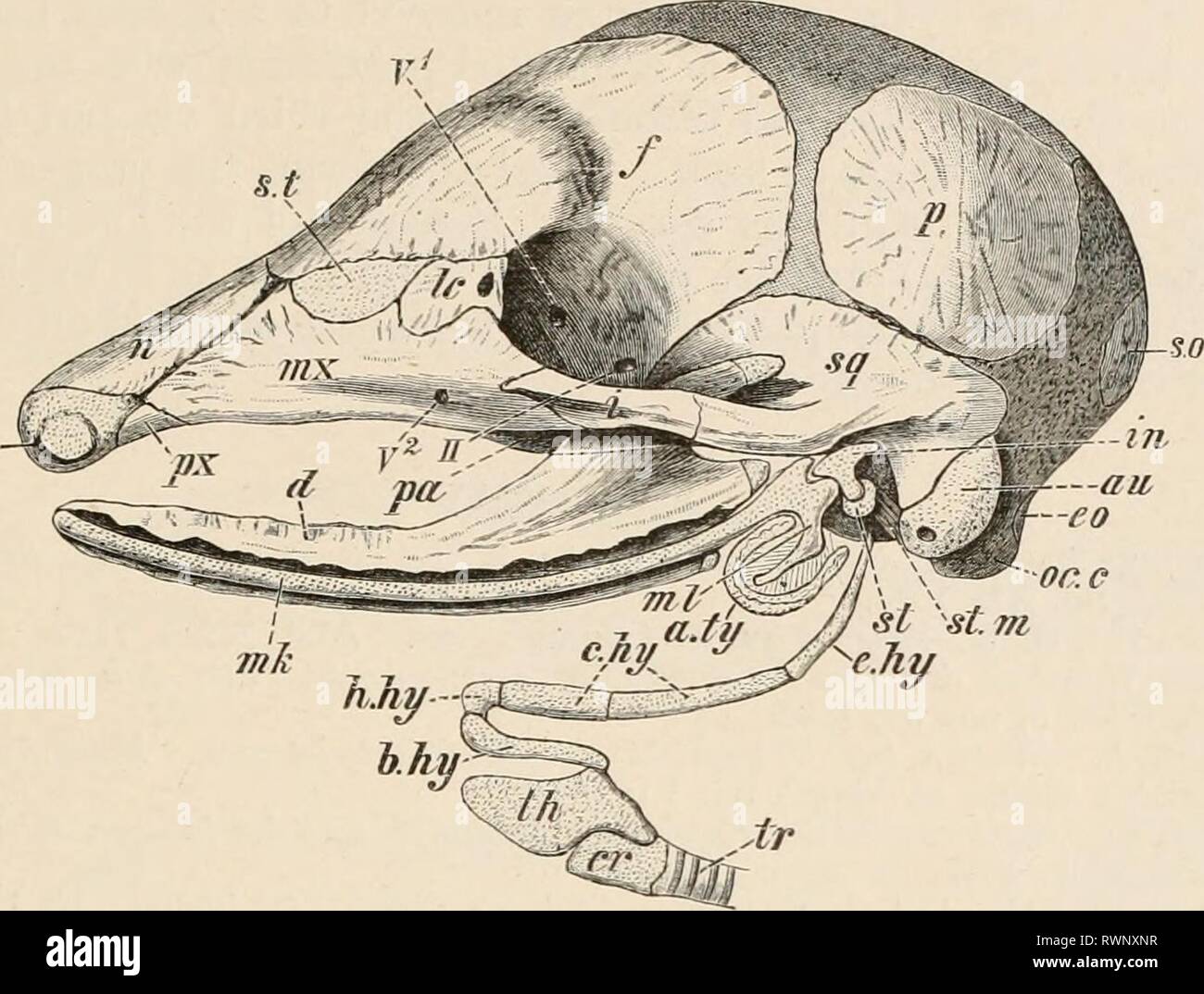 Elements of the comparative anatomy Stock Photo - Alamy