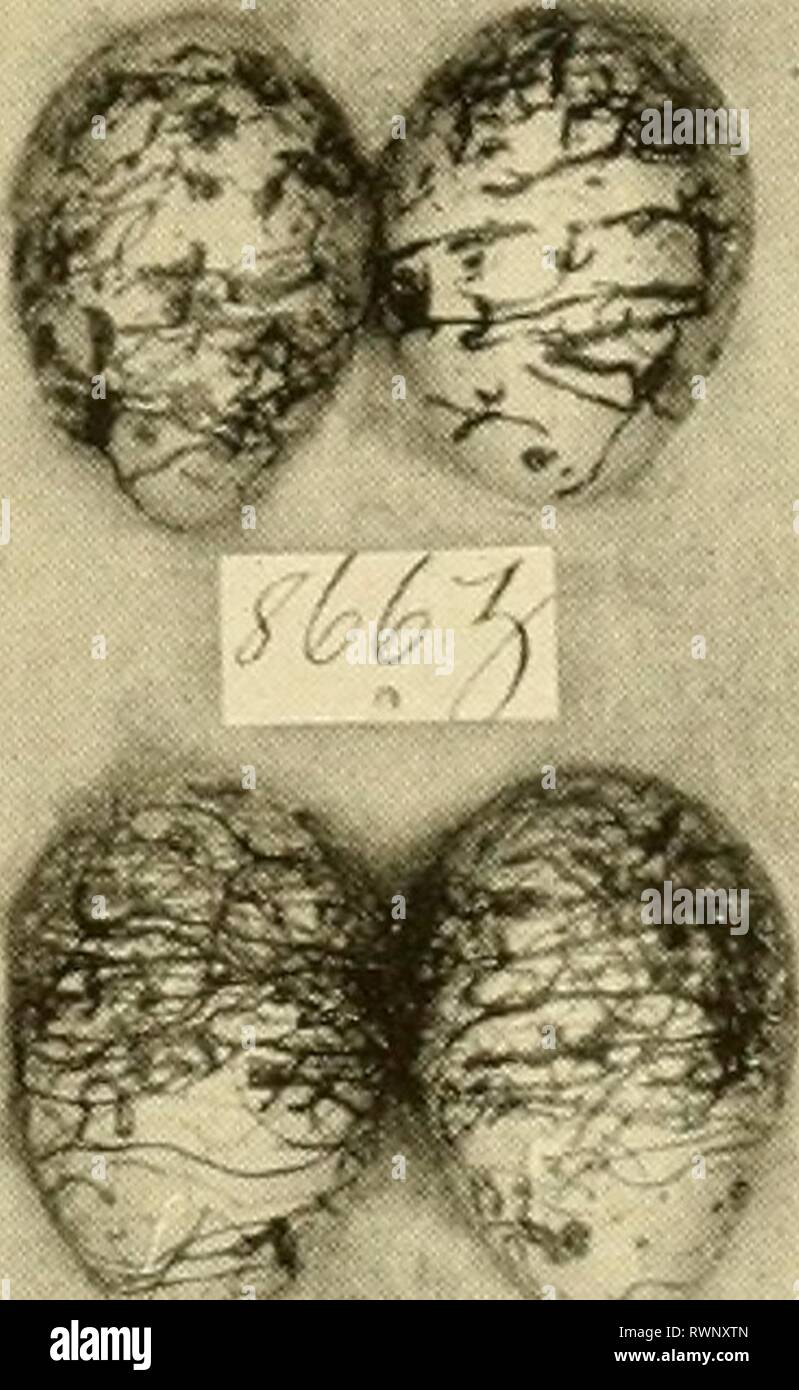 The Emu official organ Stock Photo - Alamy