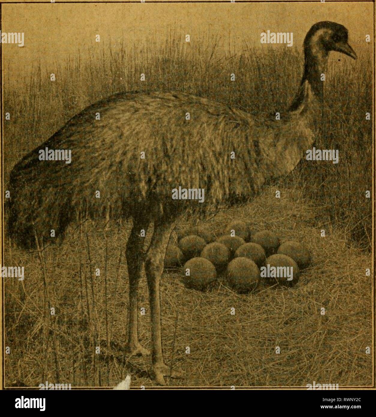The Emu official organ Stock Photo - Alamy