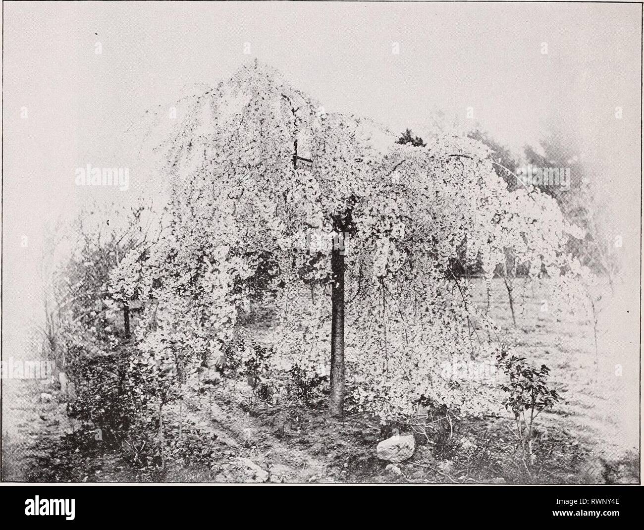 Ellwanger & Barry Mount Stock Photo - Alamy