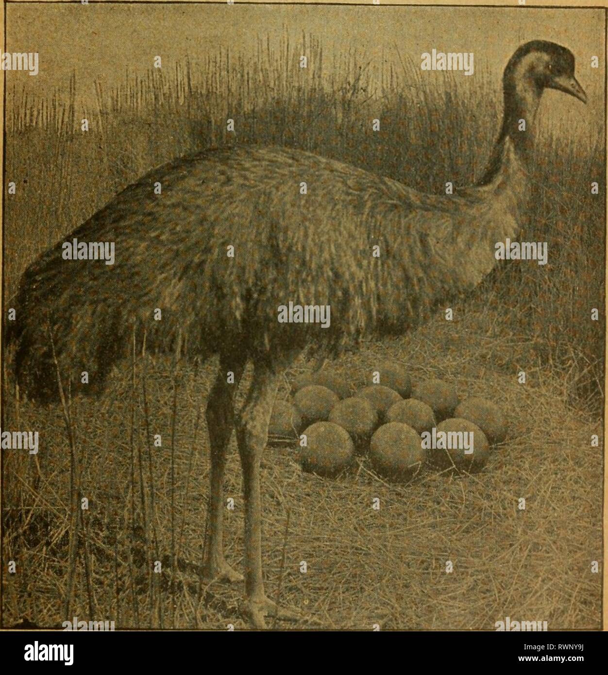 The Emu official organ Stock Photo - Alamy