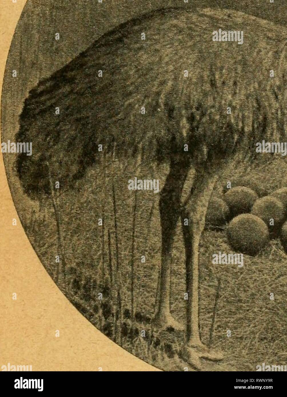 The Emu official organ Stock Photo - Alamy