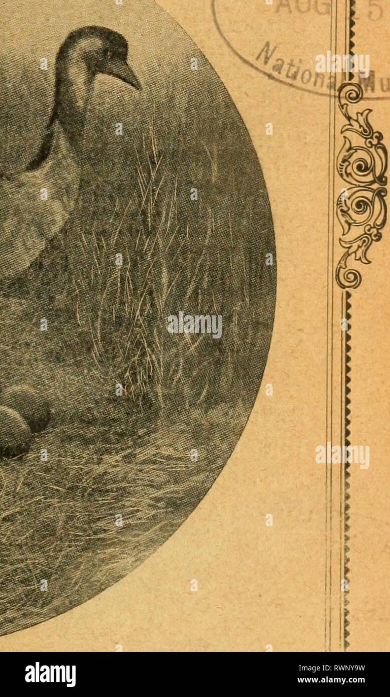 The Emu official organ Stock Photo - Alamy