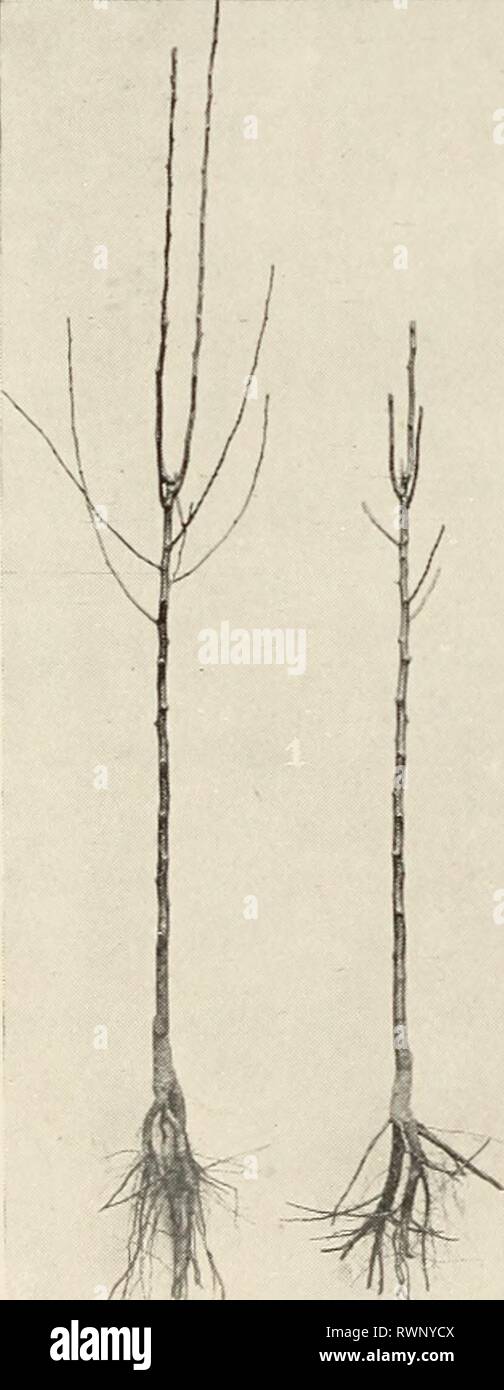 Ellwanger & Barry Mount Stock Photo - Alamy