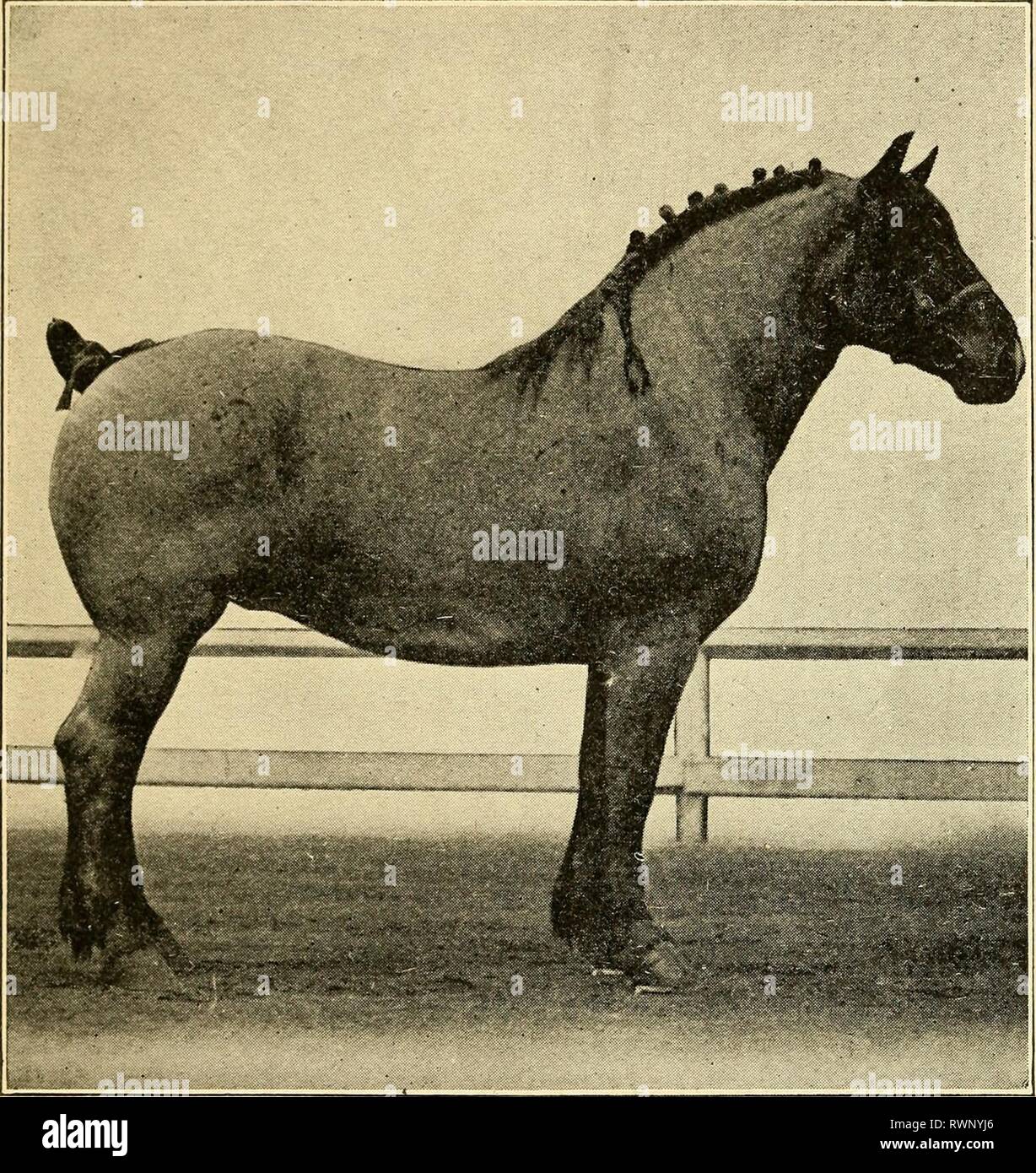 Elements of hippology (1914 Stock Photo - Alamy