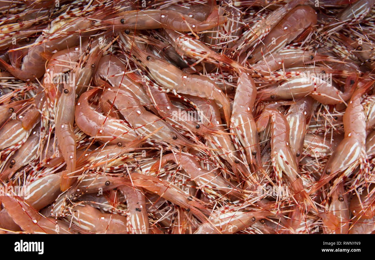 Alaskan prawn hi-res stock photography and images - Alamy