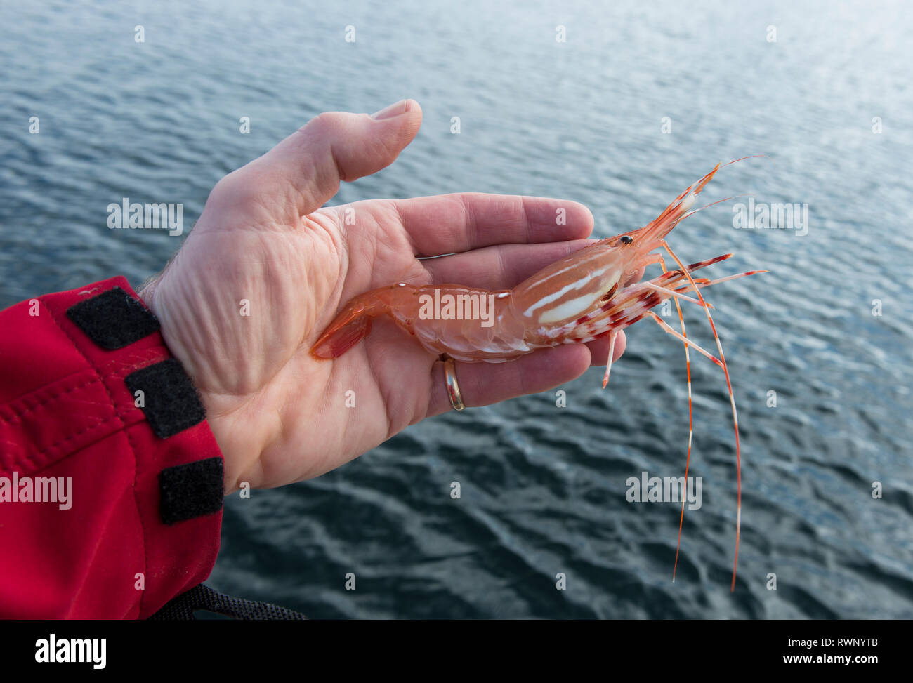 Wild sea prawns hi-res stock photography and images - Alamy