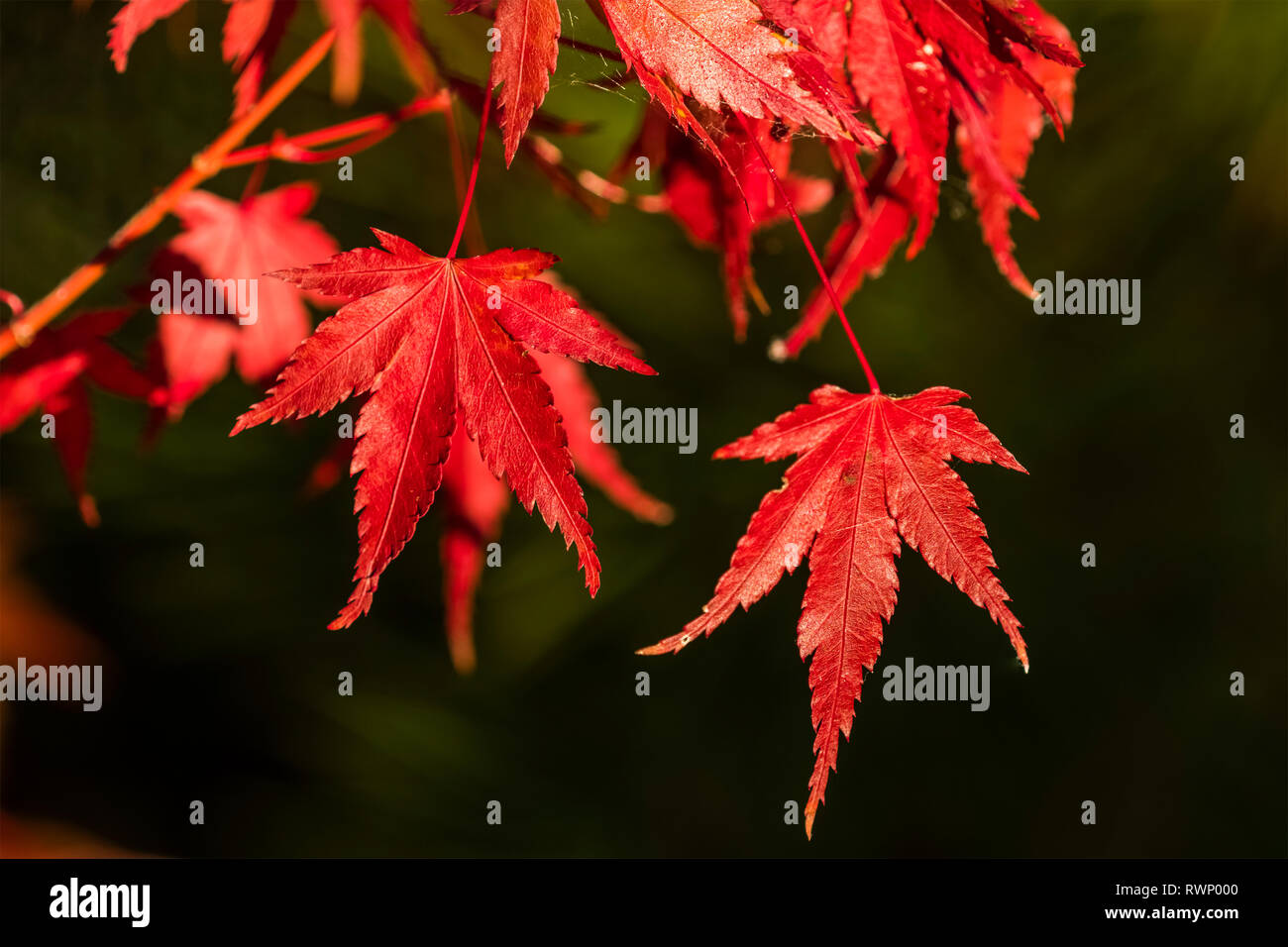 Japanese maple tree and oregon hi-res stock photography and images - Alamy