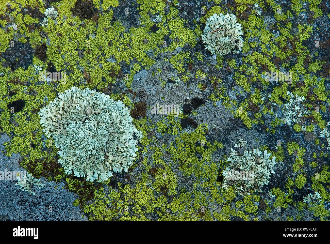 Canadian shield hi-res stock photography and images - Alamy