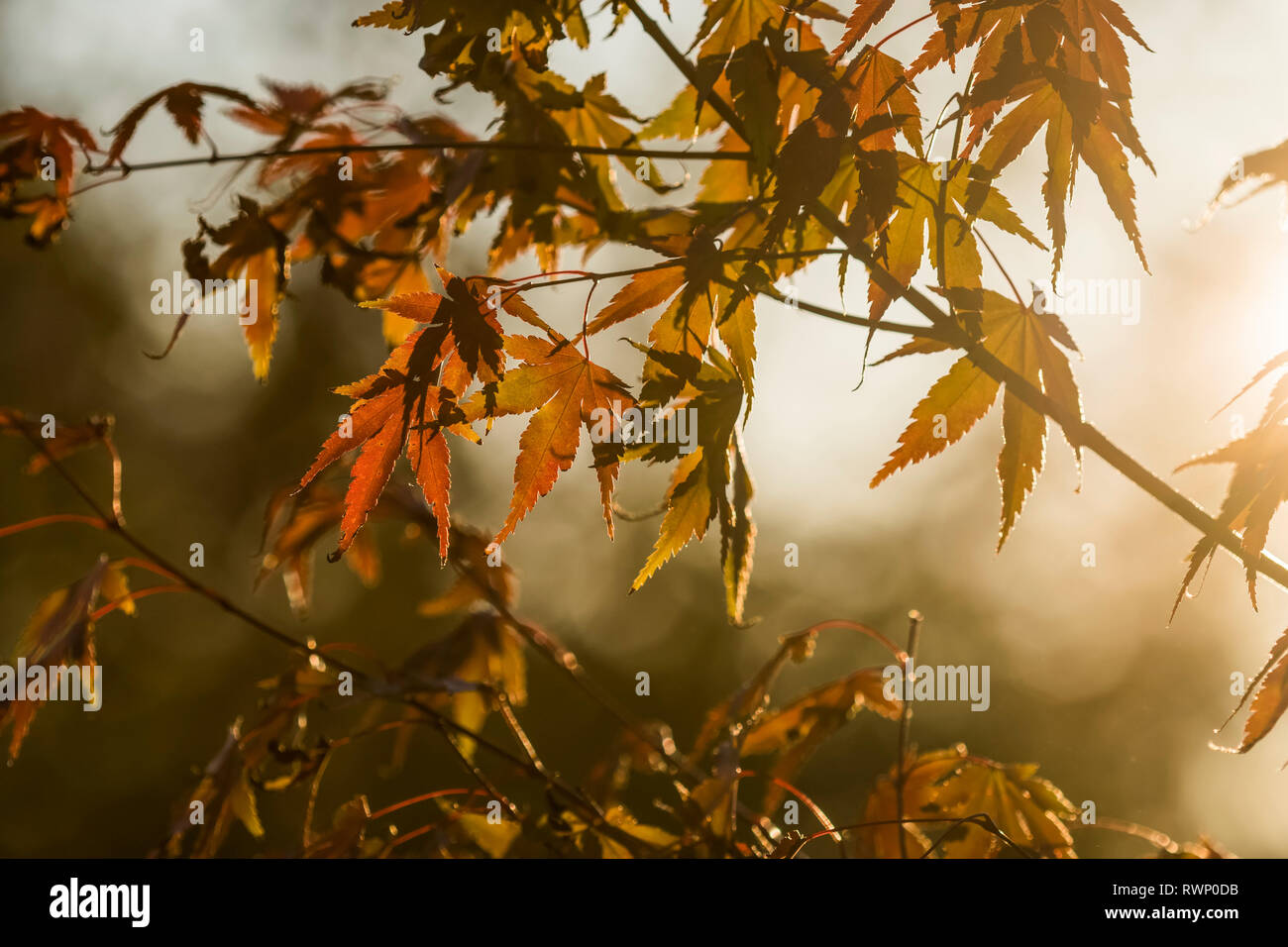Japanese maple tree and oregon hi-res stock photography and images - Alamy