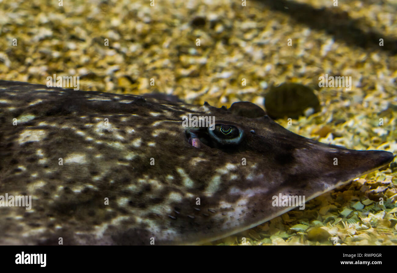 beautiful closeup of the face of a thornback ray, near threatened ...