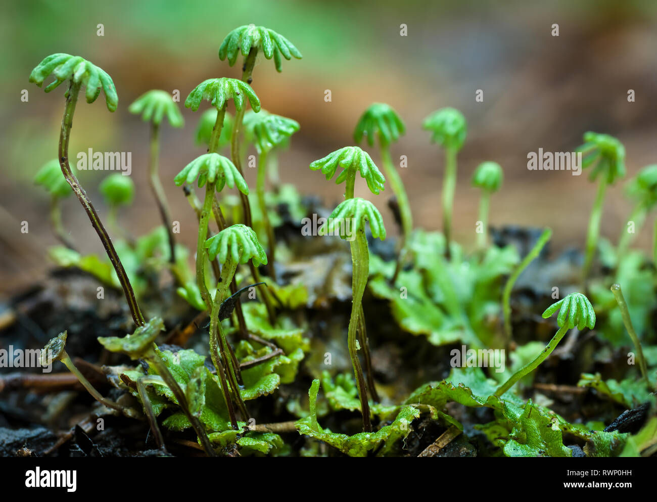 Liverwort female gametophyte hi-res stock photography and images - Alamy