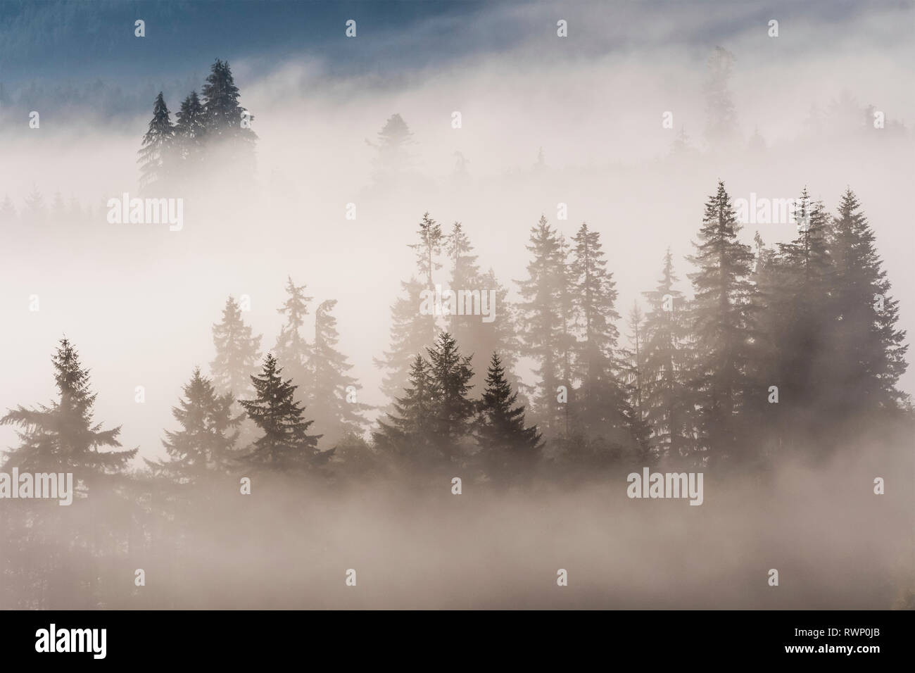 Fog permeates the forest at Jewell Meadows Wildlife Area; Jewell ...