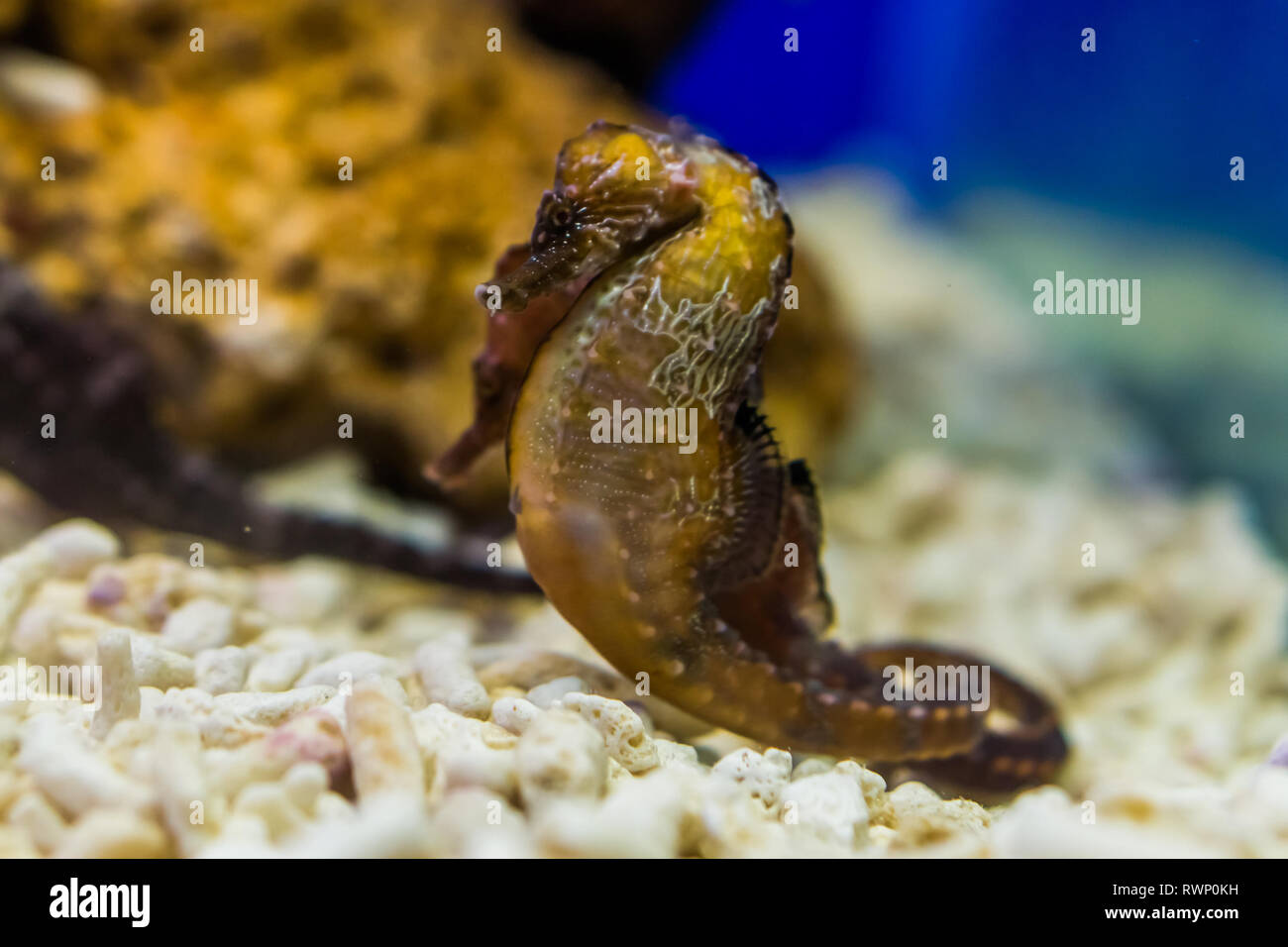 Atlantic seahorse hi-res stock photography and images - Alamy