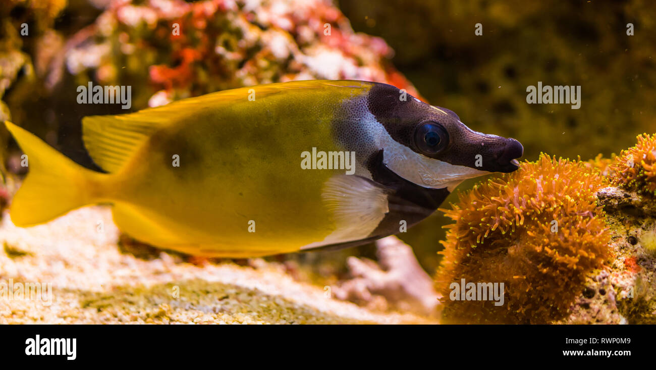 foxface rabbitfish in closeup, beautiful portrait of a tropical fish ...