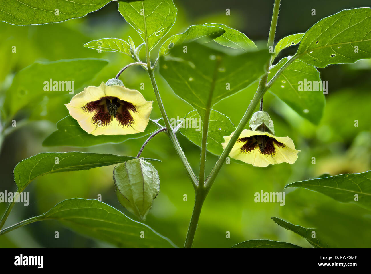 Longleaf ground cherry hi-res stock photography and images - Alamy