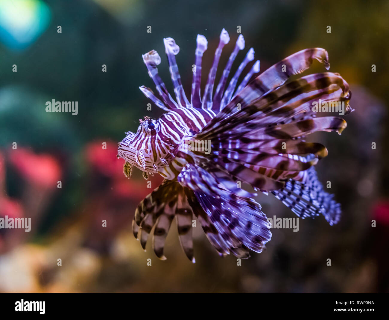 closeup portrait of a common lion fish, a popular aquarium pet in ...