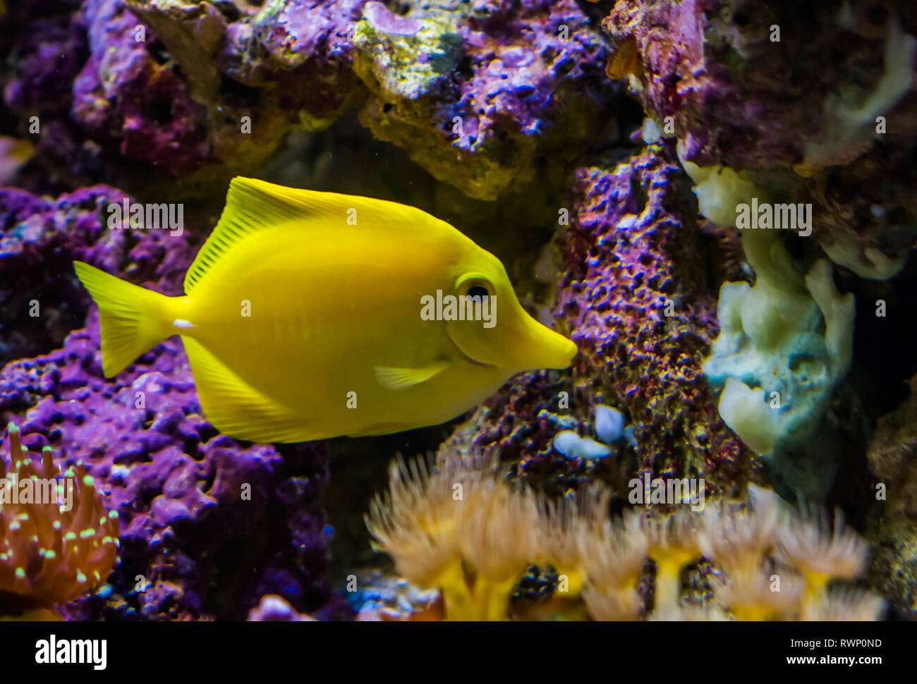 Yellow tang fish, one of the most popular fishes in aquaculture ...
