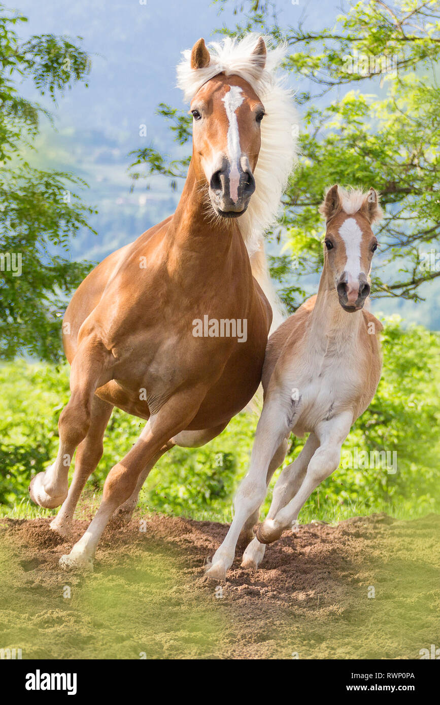 Haflinger Horse. Mare with foal galloping on a meadow. South Tyrol ...