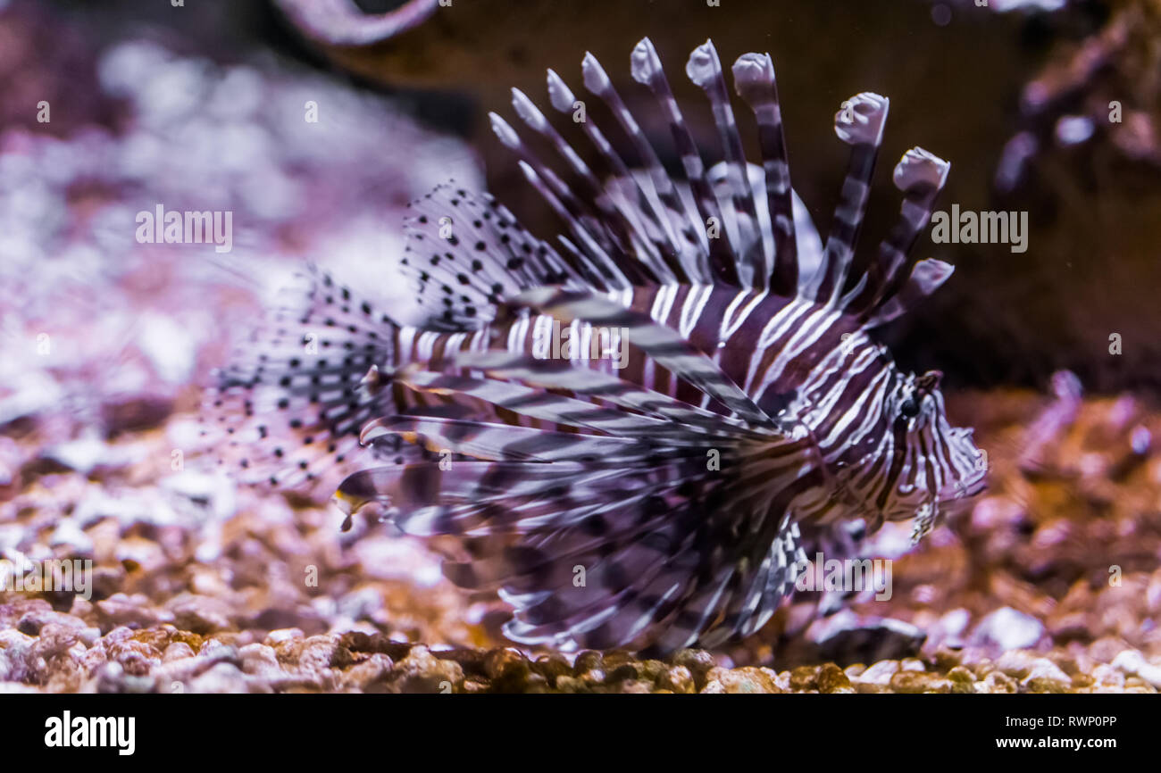 Devil fish hi-res stock photography and images - Alamy