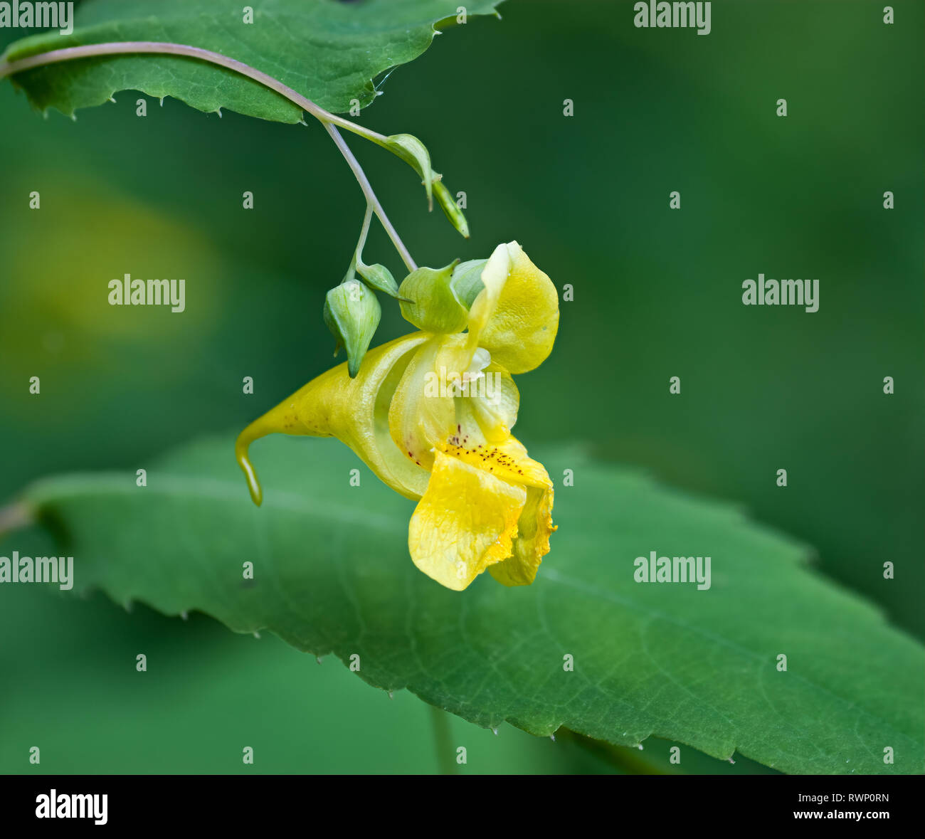 Pale touch-me-not, pale jewelweed (Impatiens pallida), in central ...