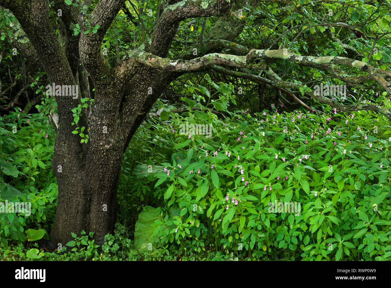 Pink jewelweed (Impatiens glandulifera) growing beneath an old apple ...