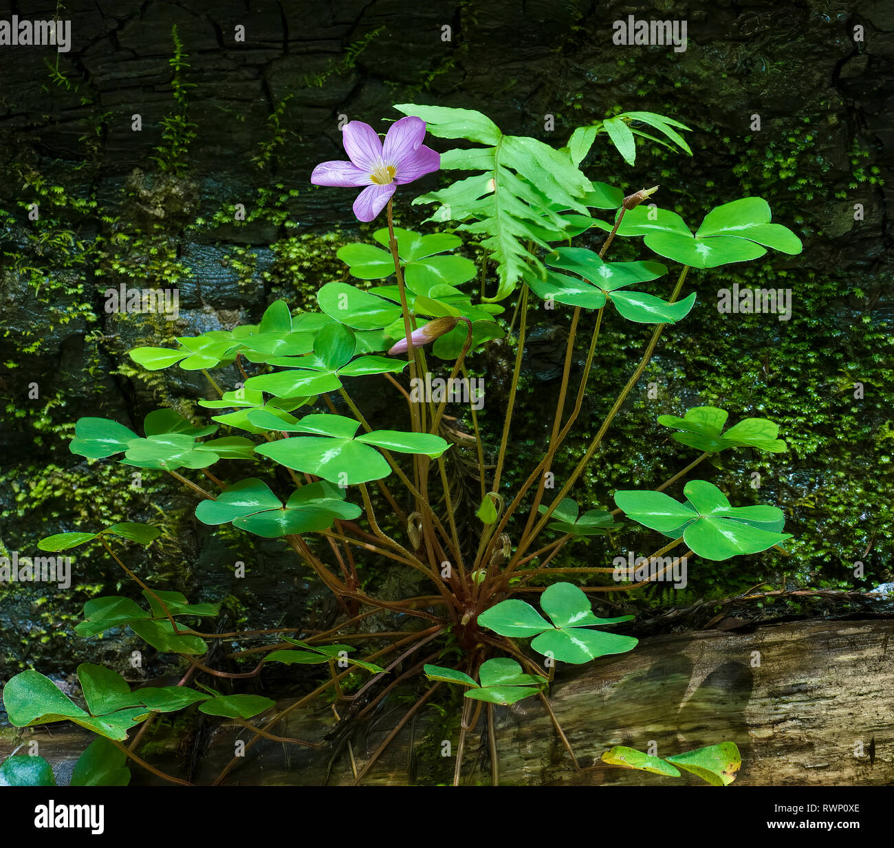 Redwood sorrel hi-res stock photography and images - Alamy