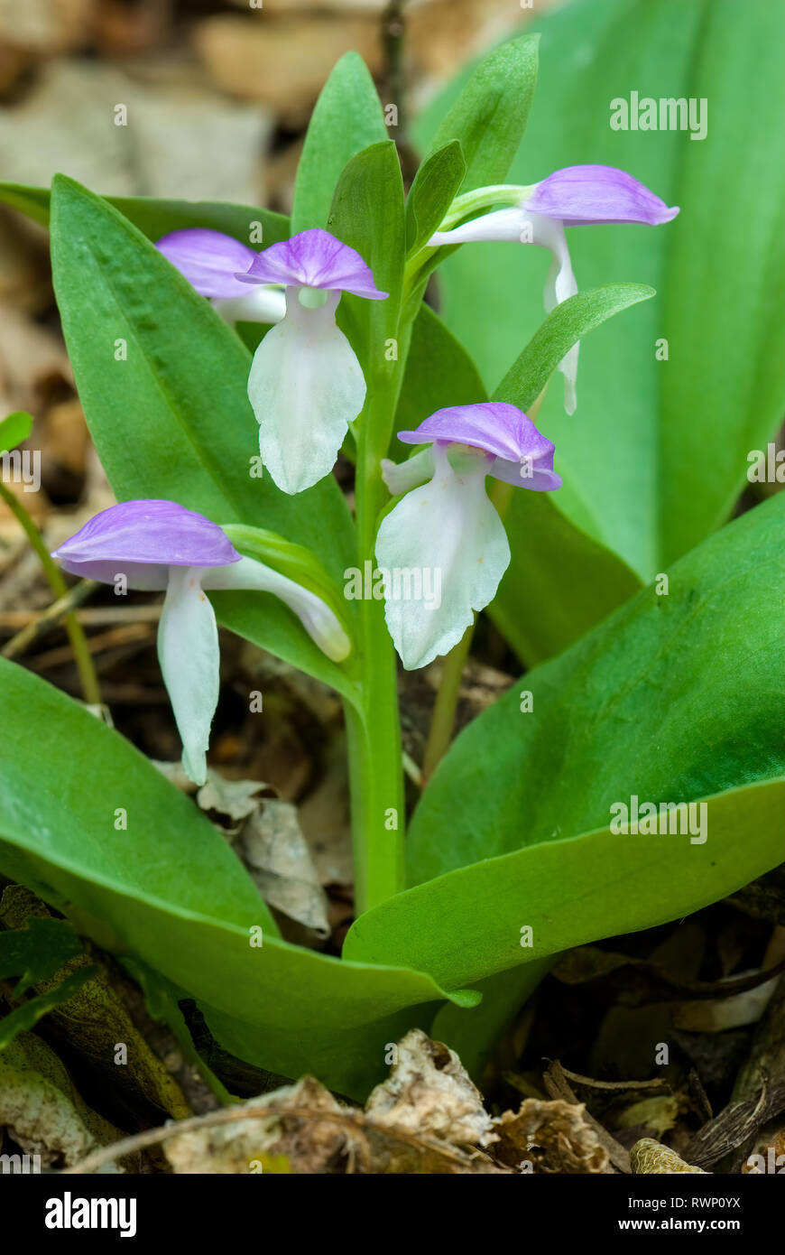 Showy orchis (Orchis spectabilis); native orchid blooming in May in ...
