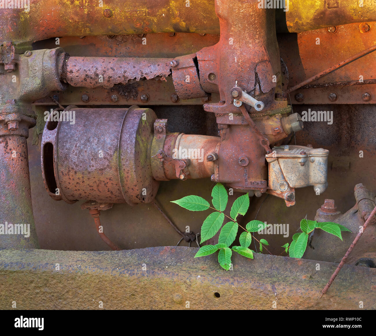 Tree sapling growing up into the rusted engine parts of old tractor ...