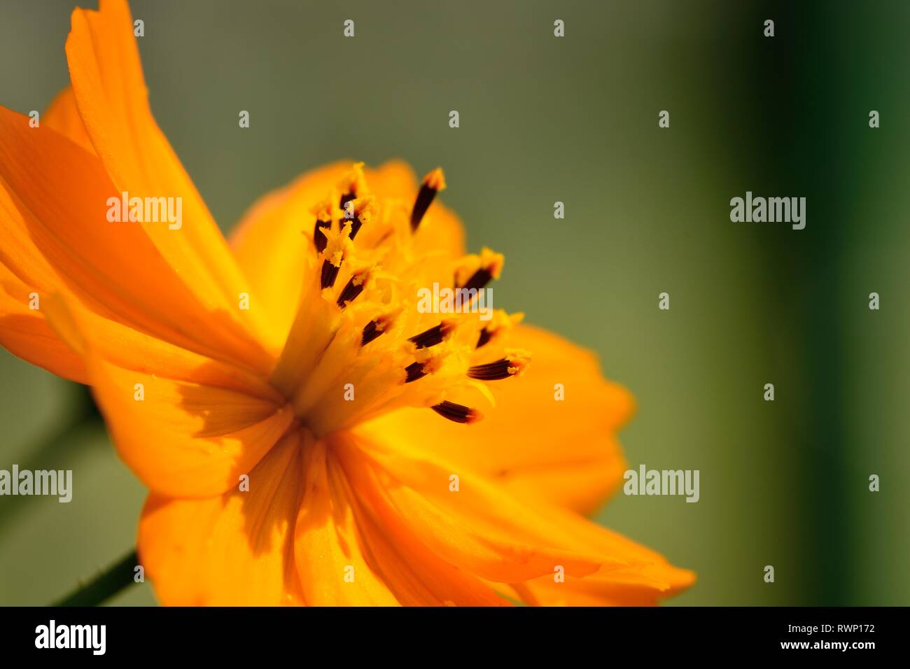 Close up of an orange coreopsis flower Stock Photo - Alamy